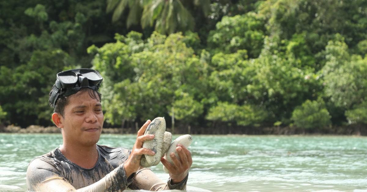 Sea cucumber farming changing lives of Filipino communities | ACIAR